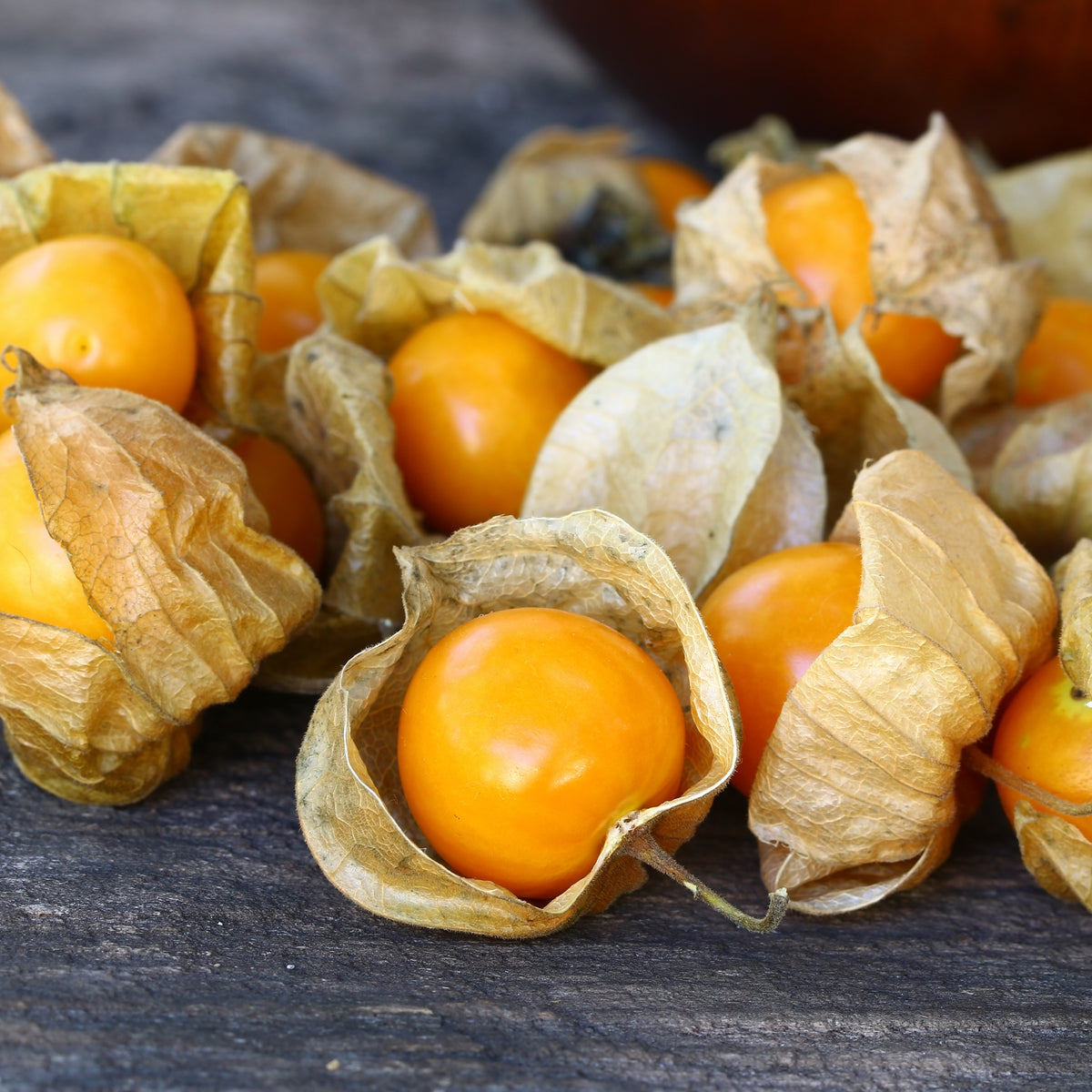 Cape Gooseberry – Green Harvest