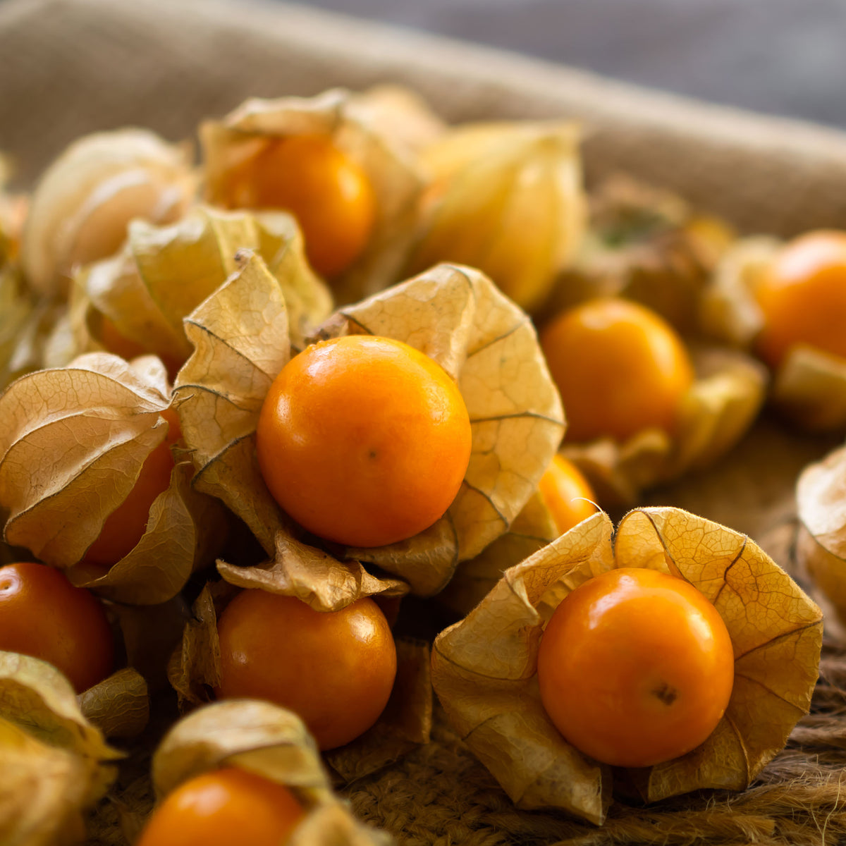 Cape Gooseberry – Green Harvest