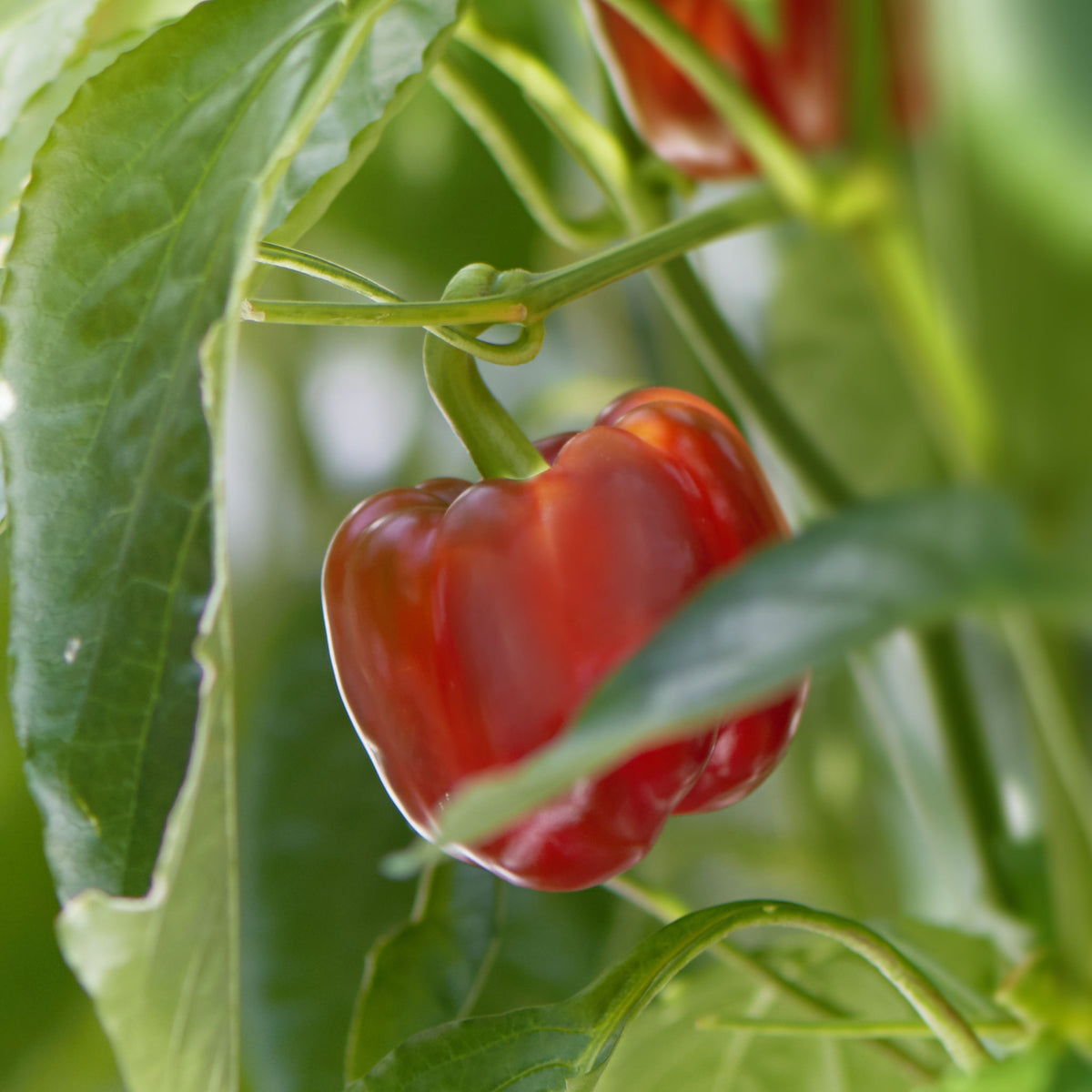 Capsicum 'Mini Bell Red' – Green Harvest