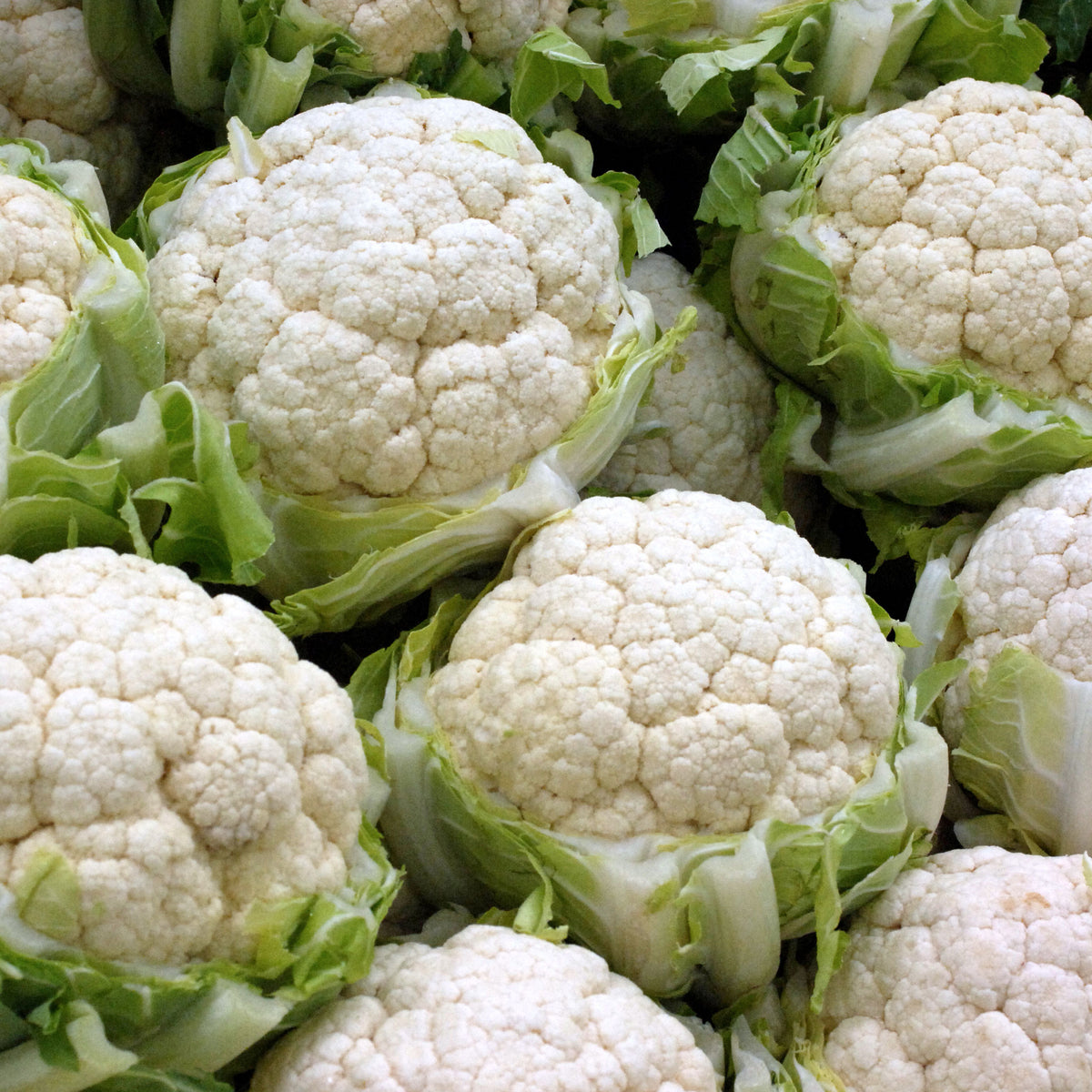 Cauliflower 'Snowball Early' – Green Harvest