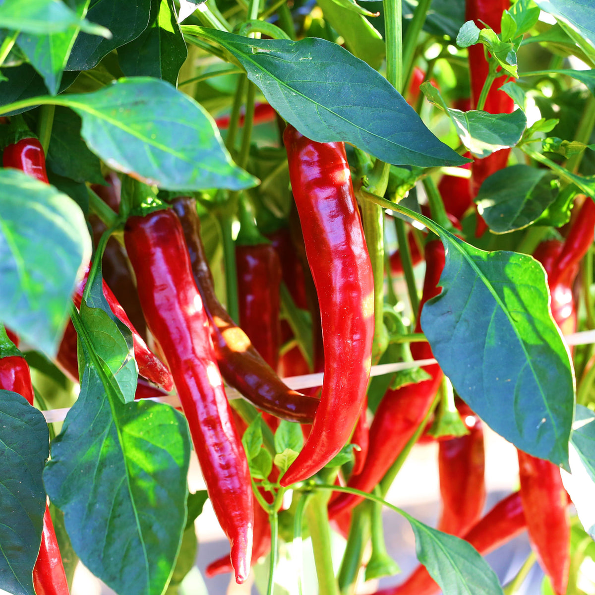 Chilli 'Cayenne Red Hot' – Green Harvest