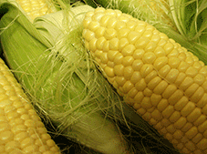Sweet Corn 'Jolly Roger' – Green Harvest