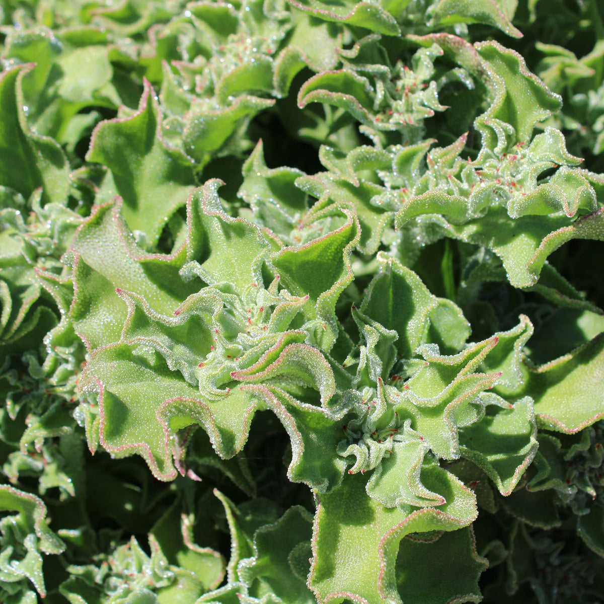 Ice Plant Crystal Leaf – Green Harvest