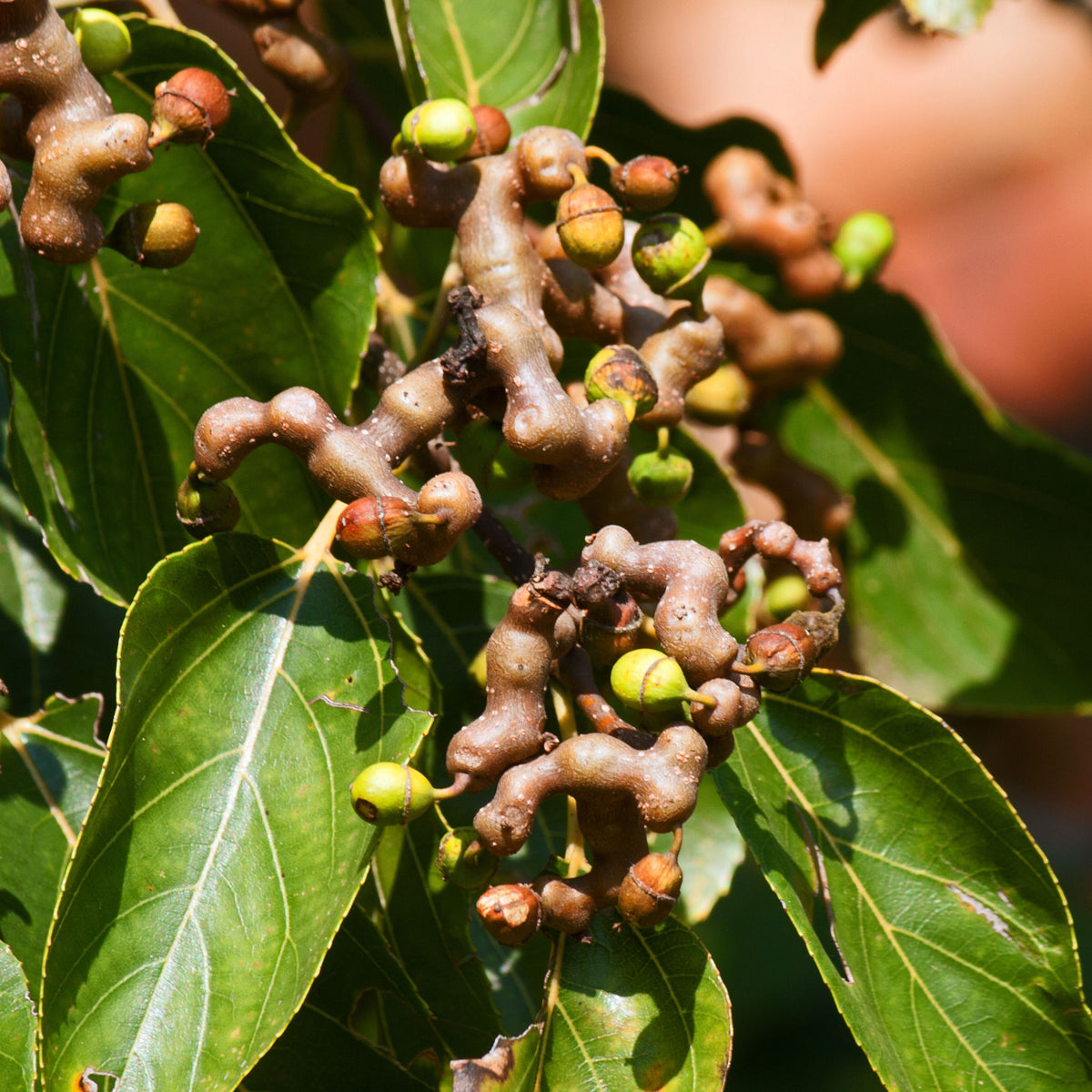 Japanese Raisin Tree – Green Harvest