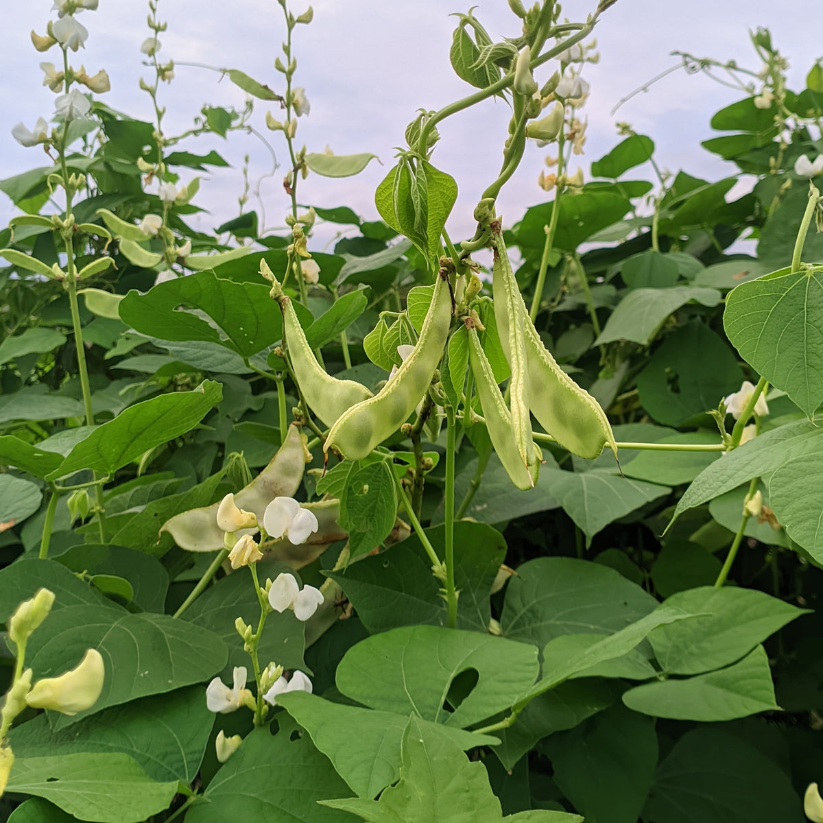 Lablab – Green Harvest