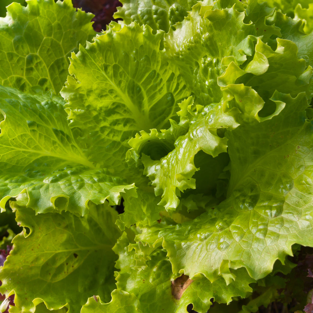 Lettuce 'Australian Yellow Leaf' – Green Harvest