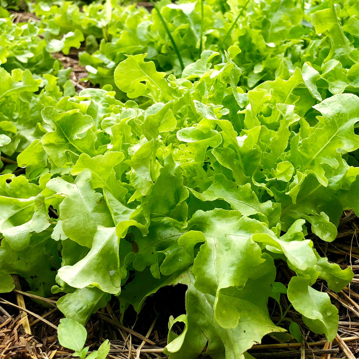 Lettuce 'Salad Bowl Green' – Green Harvest