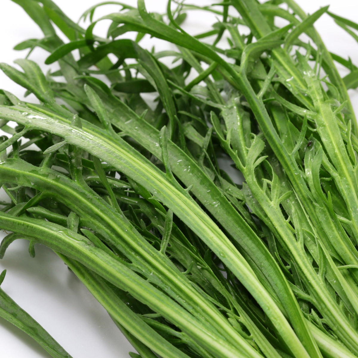 Minutina – Green Harvest