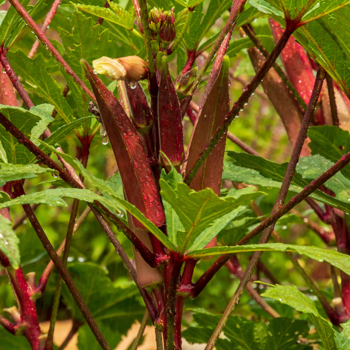 Okra 'Red' – Green Harvest