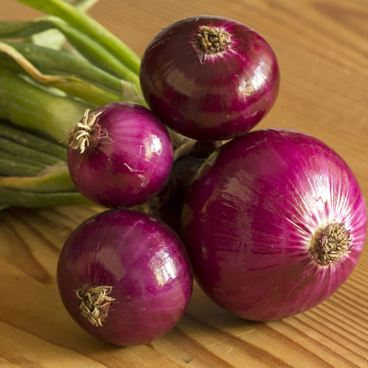 Onion 'Mini Purplette' – Green Harvest