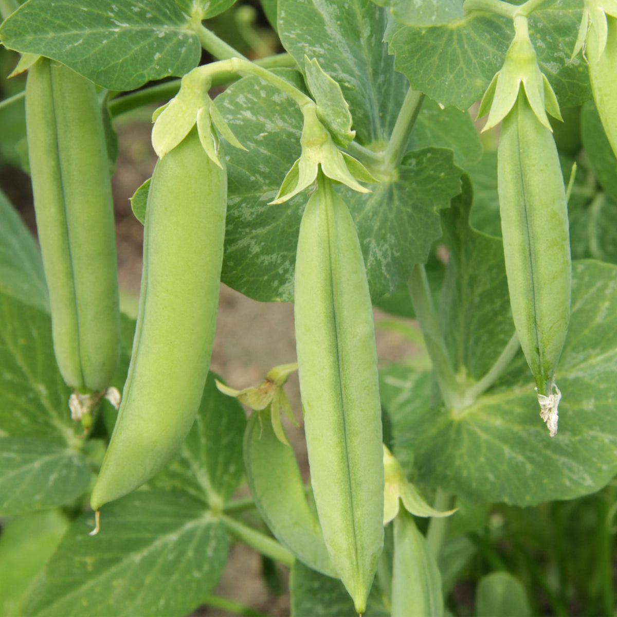 Pea 'Massey Gem' – Green Harvest