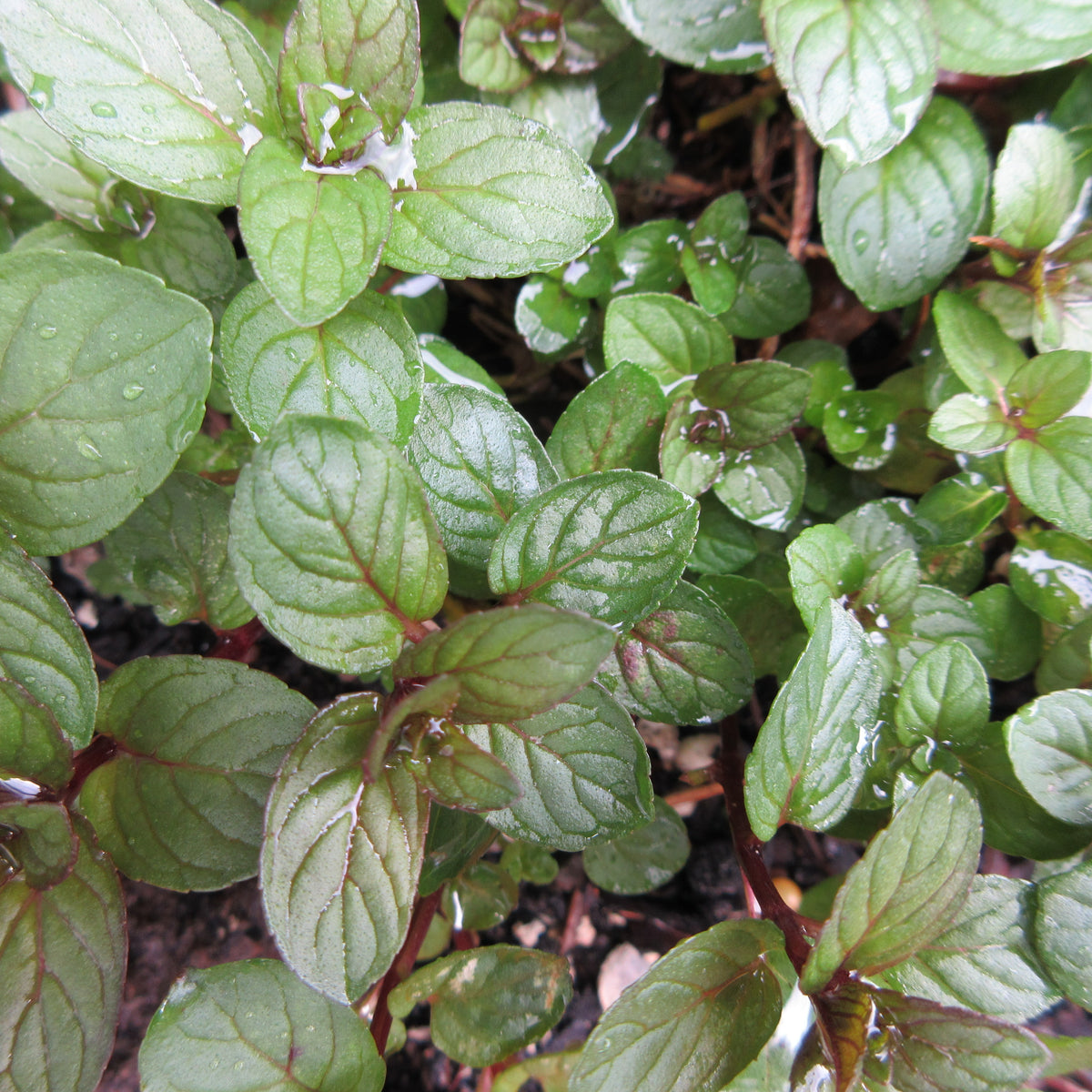 Peppermint – Green Harvest