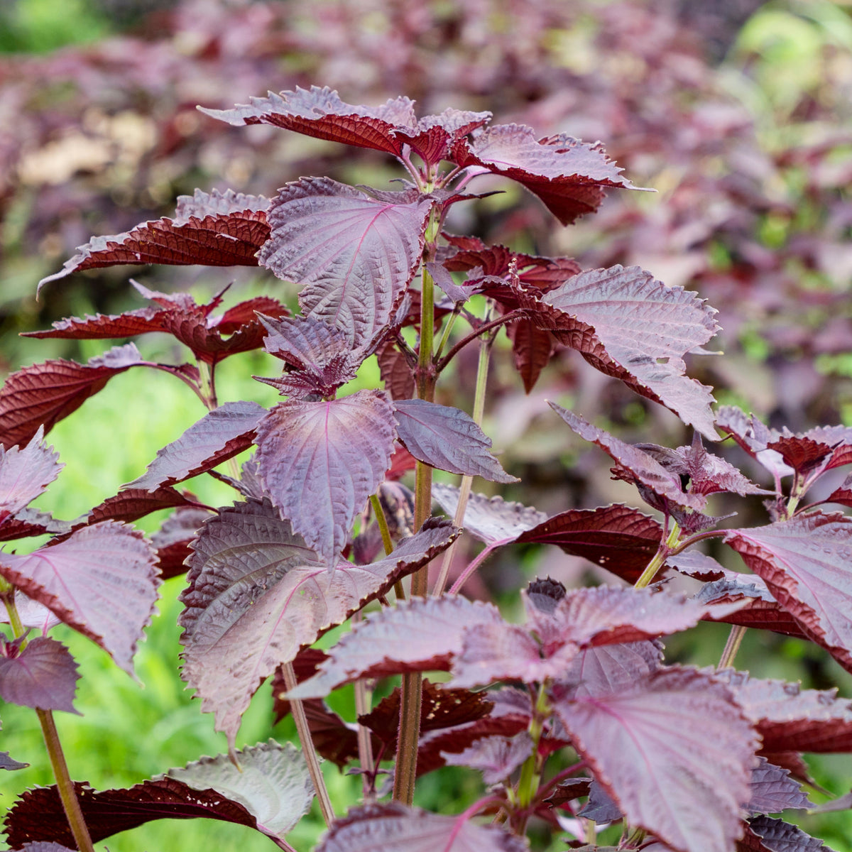 Perilla 'Red Shiso' – Green Harvest