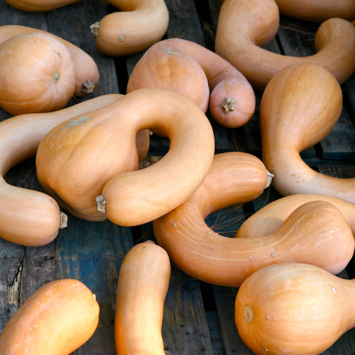 Pumpkin 'Pennsylvania Dutch Crookneck' – Green Harvest