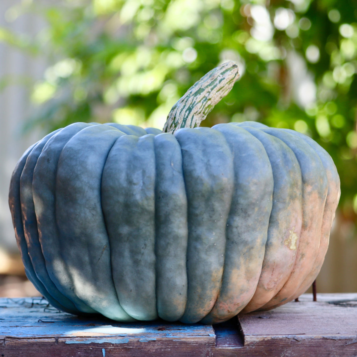 Pumpkin 'Queensland Blue' – Green Harvest