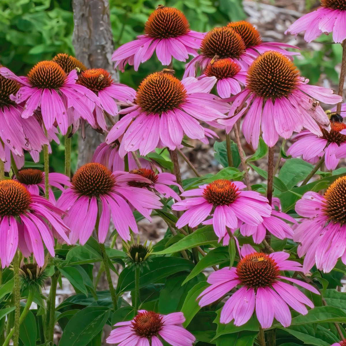Purple Coneflower – Green Harvest