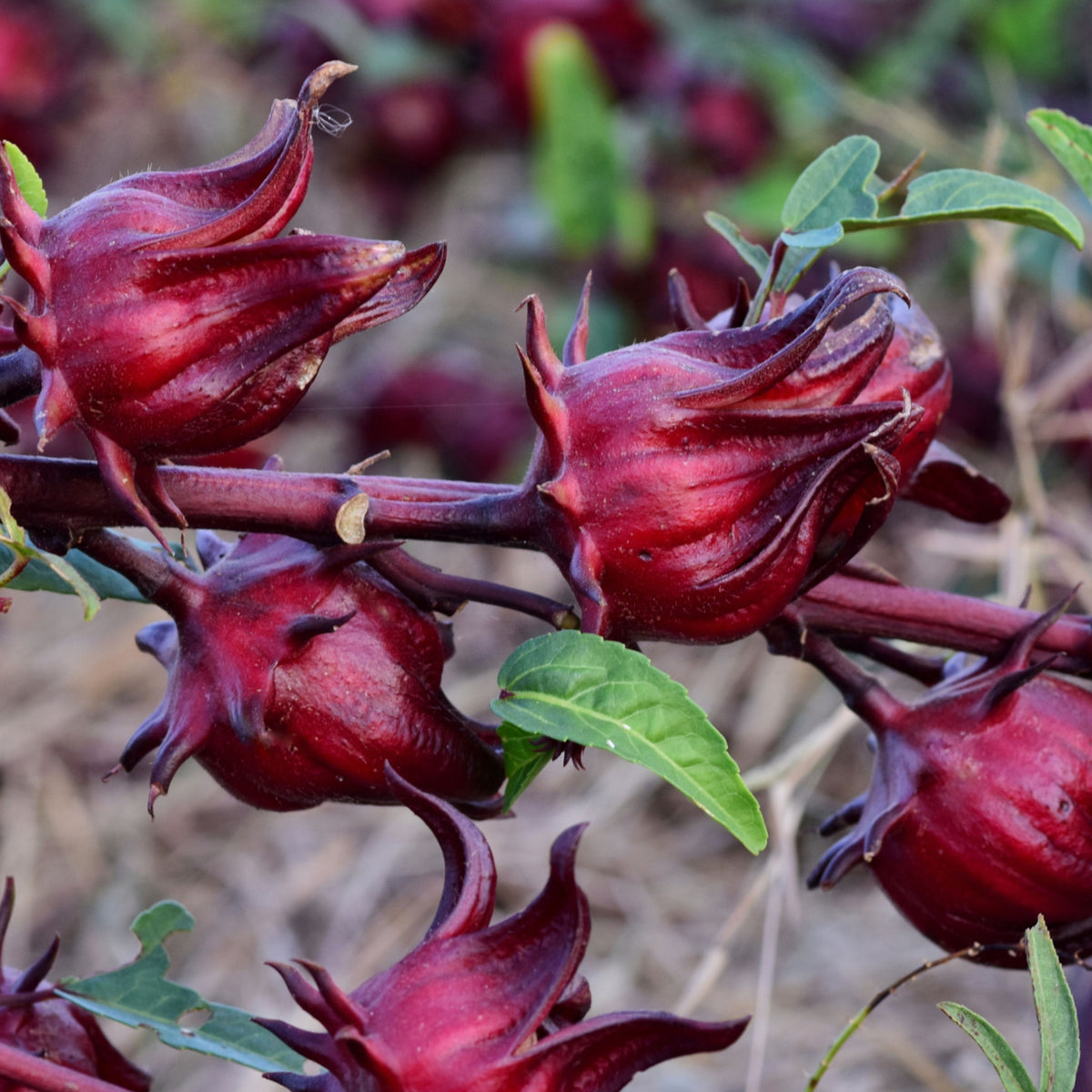 Rosella – Green Harvest