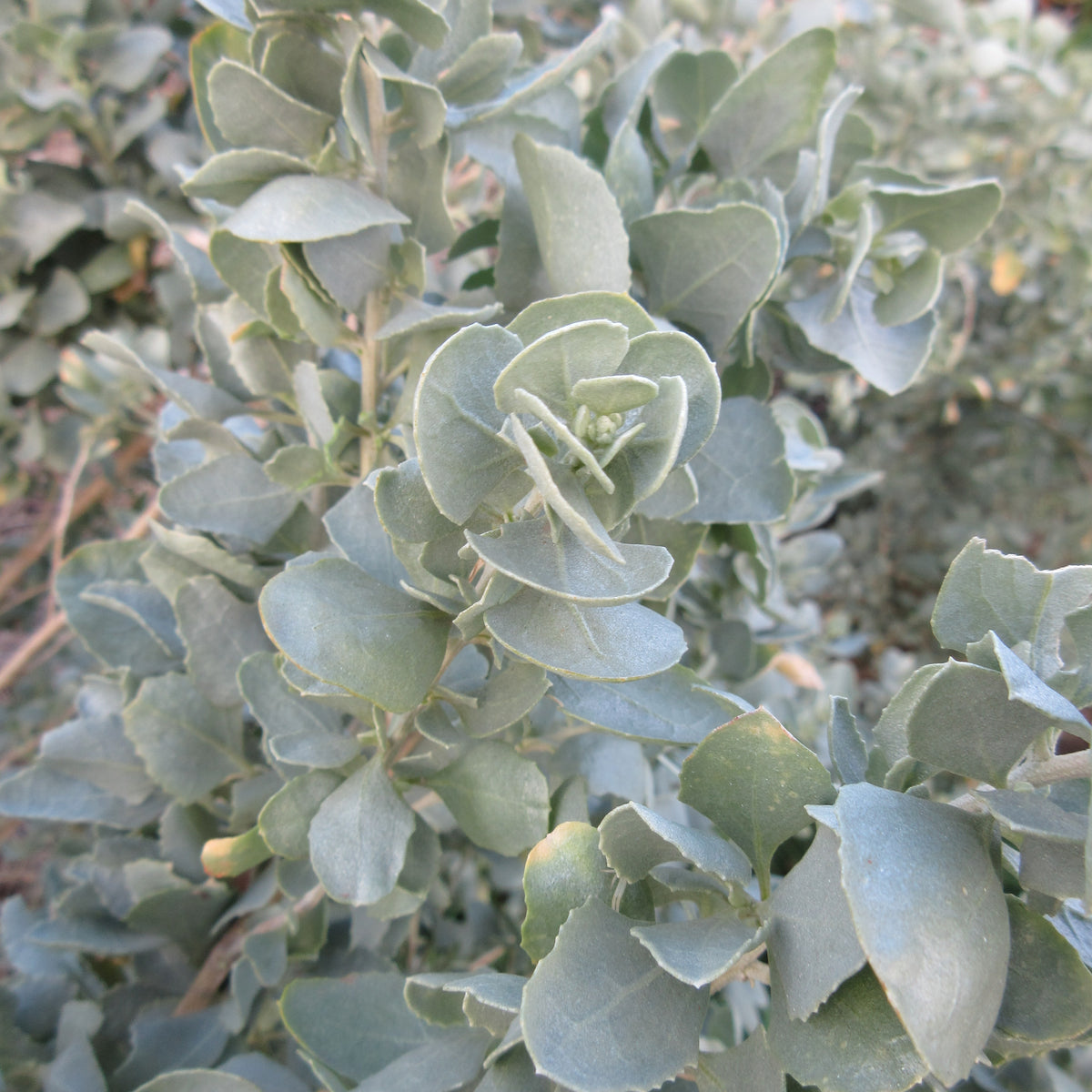 Saltbush Old Man – Green Harvest