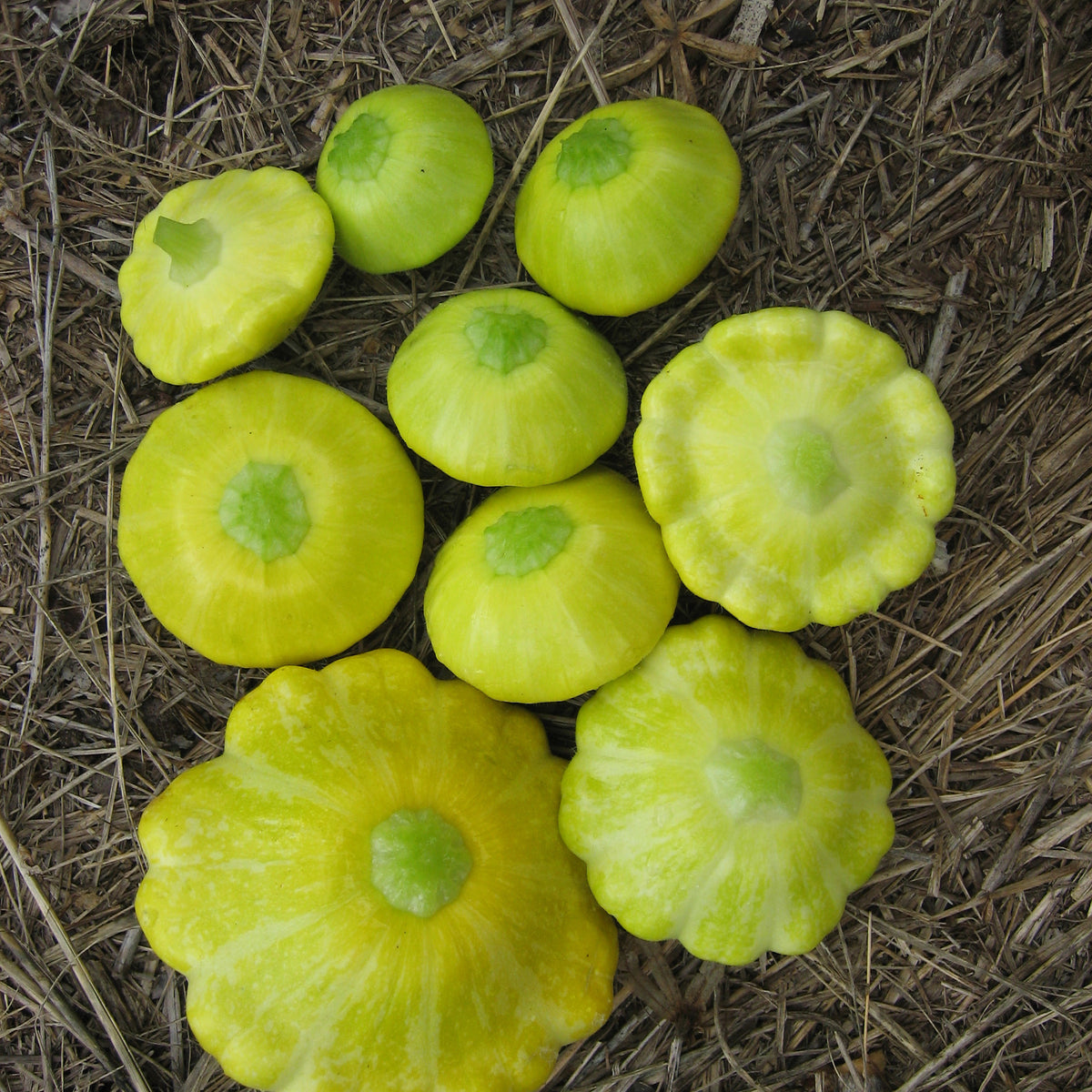 Squash 'Golden Scallopini' – Green Harvest