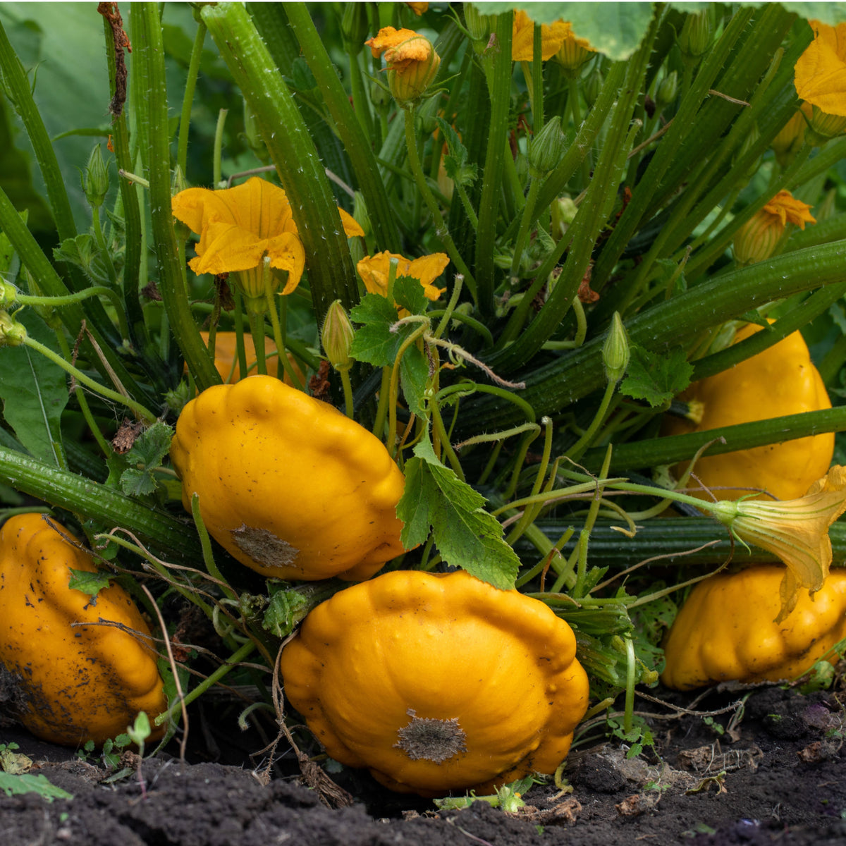 Squash 'Golden Scallopini' – Green Harvest