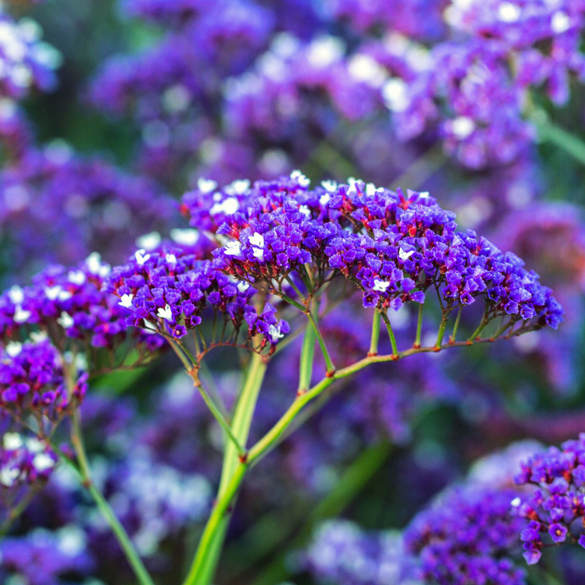 Statice 'Midnight Blue' – Green Harvest