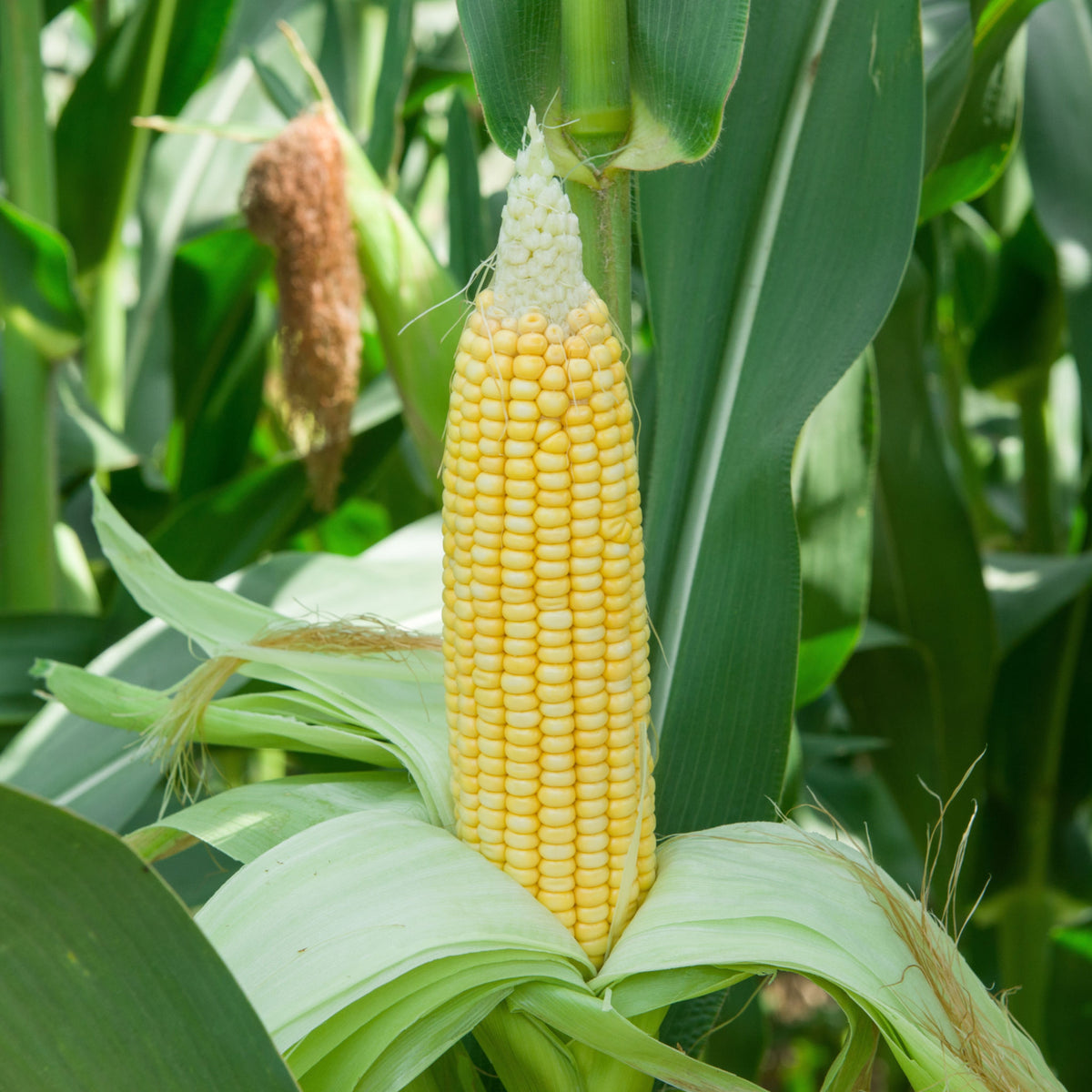 Sweet Corn 'Jolly Roger' – Green Harvest