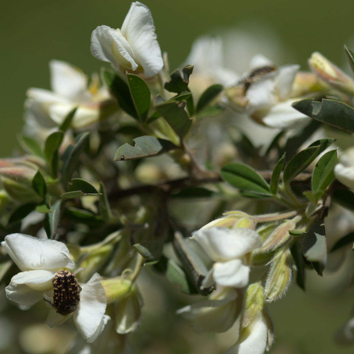 Tree Lucerne / Tagasaste – Green Harvest