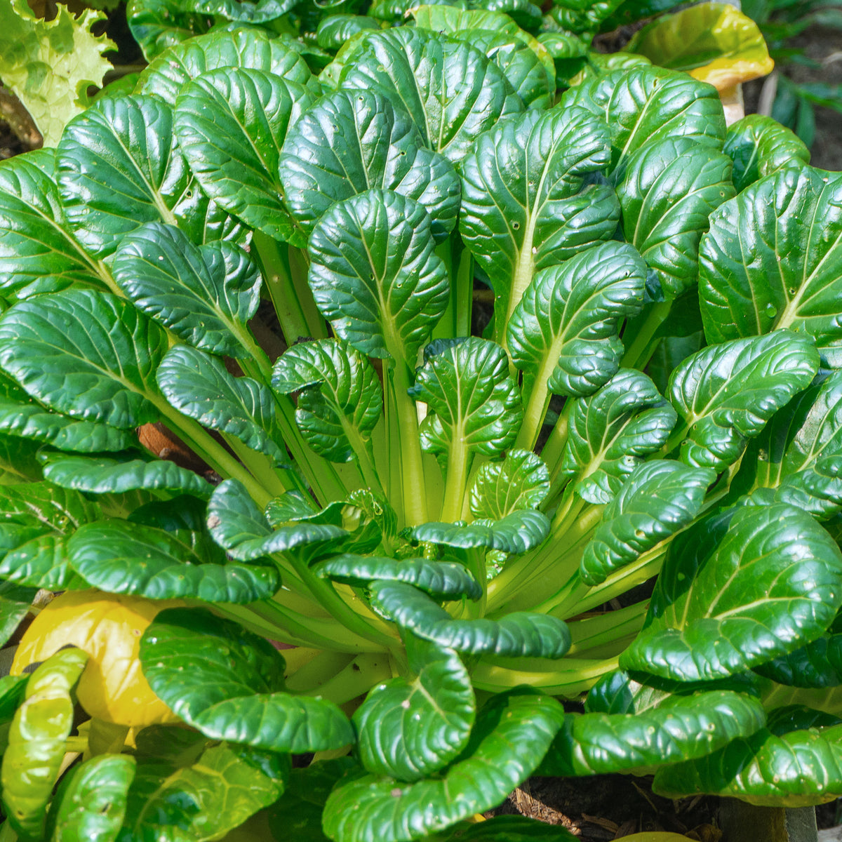Tatsoi – Green Harvest