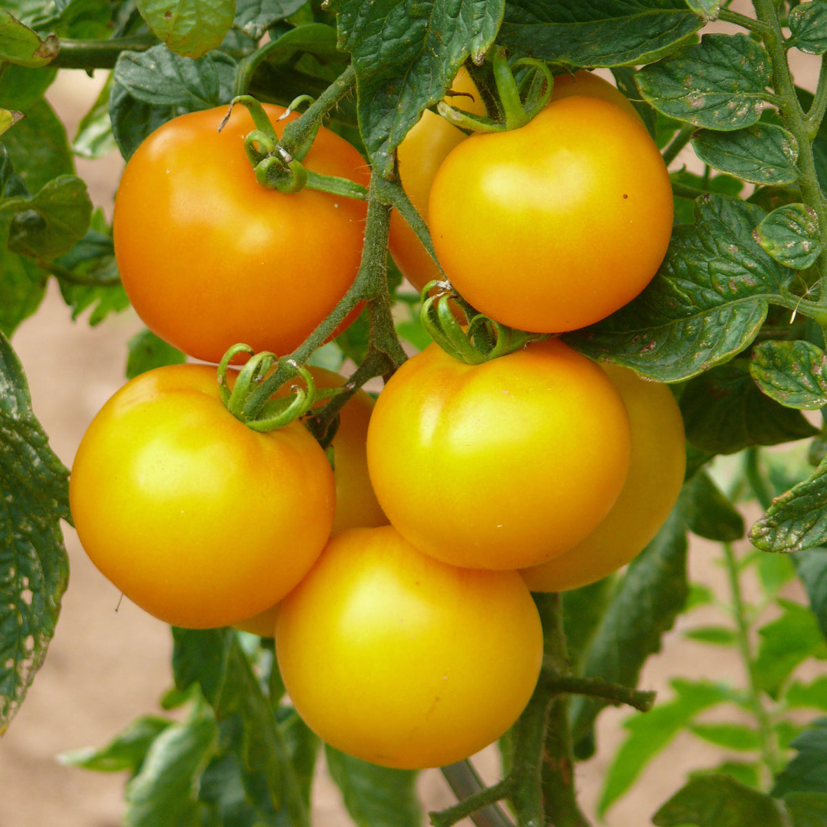 Tomato 'Gold Nugget' – Green Harvest