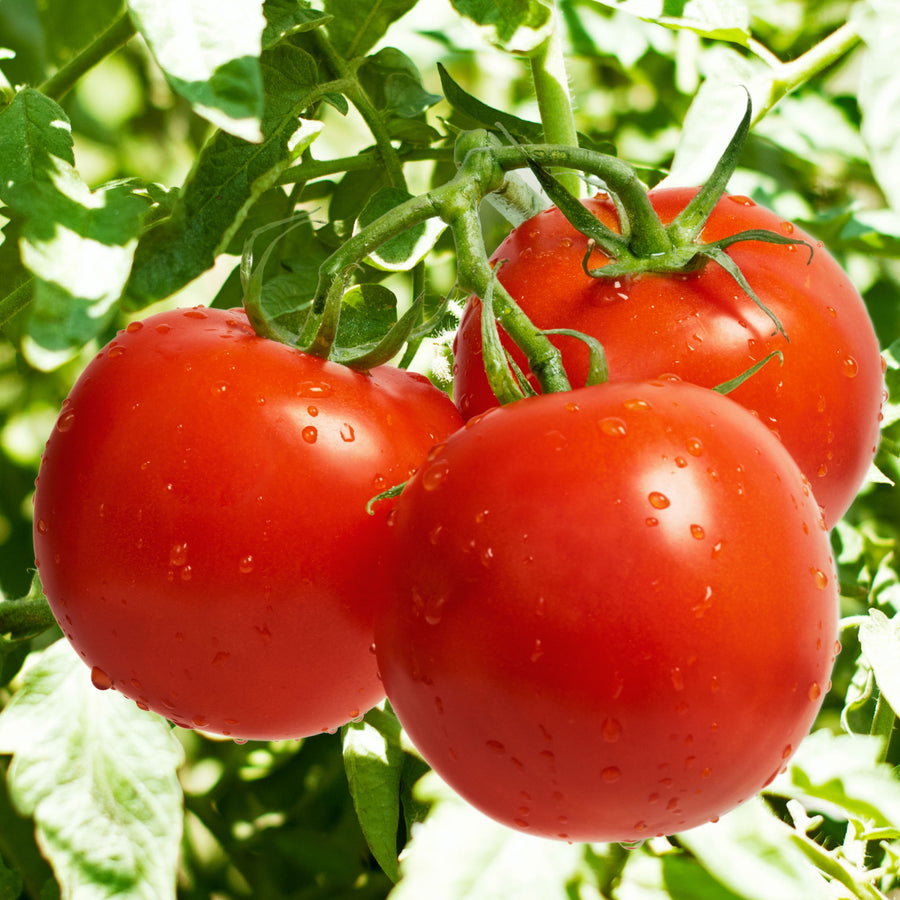 Tomato 'Silvery Fir tree' – Green Harvest