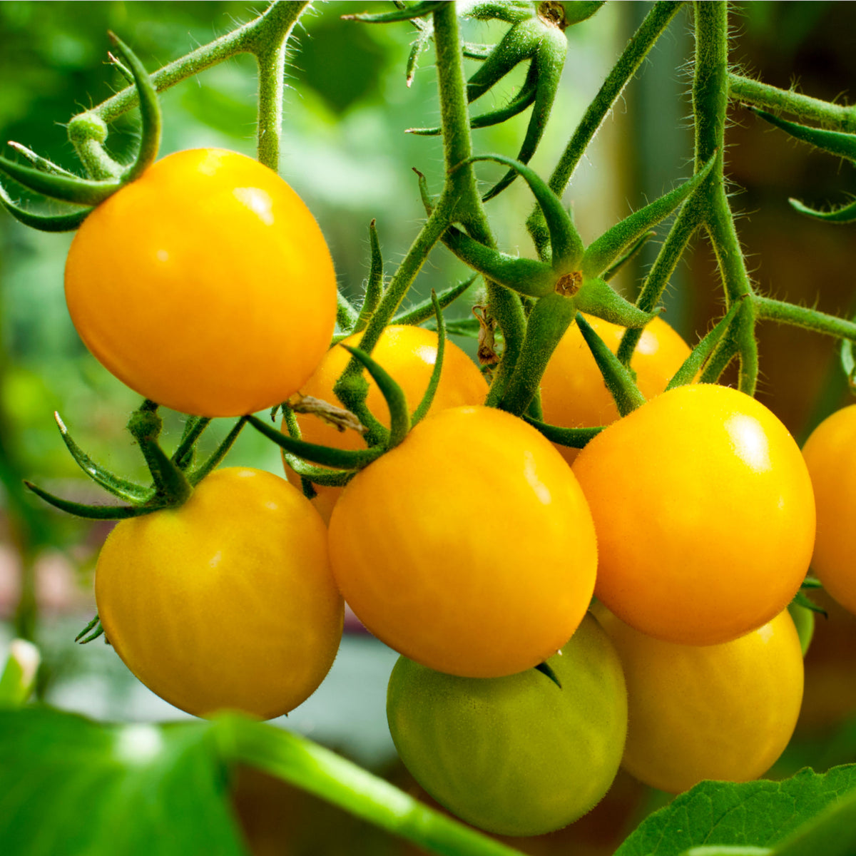 Tomato 'Yellow Perfection' – Green Harvest