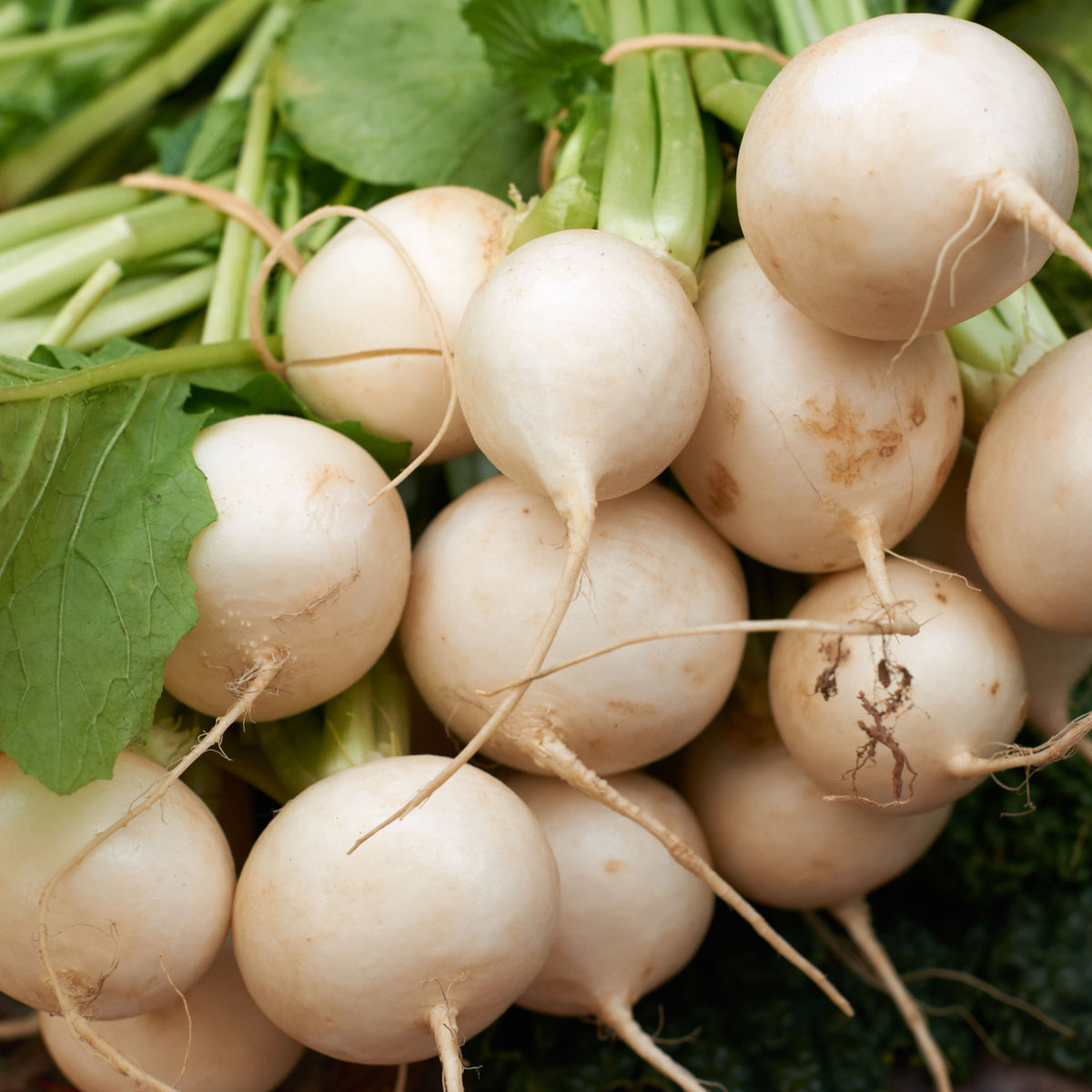 Turnip Japanese 'Tokyo Cross F1' – Green Harvest