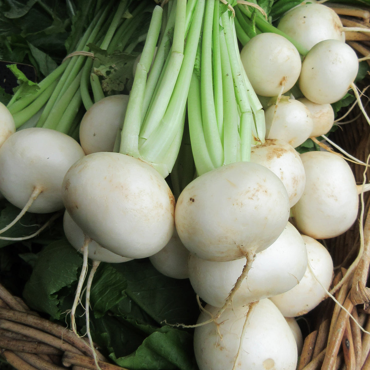 Turnip Japanese 'Tokyo Market' – Green Harvest
