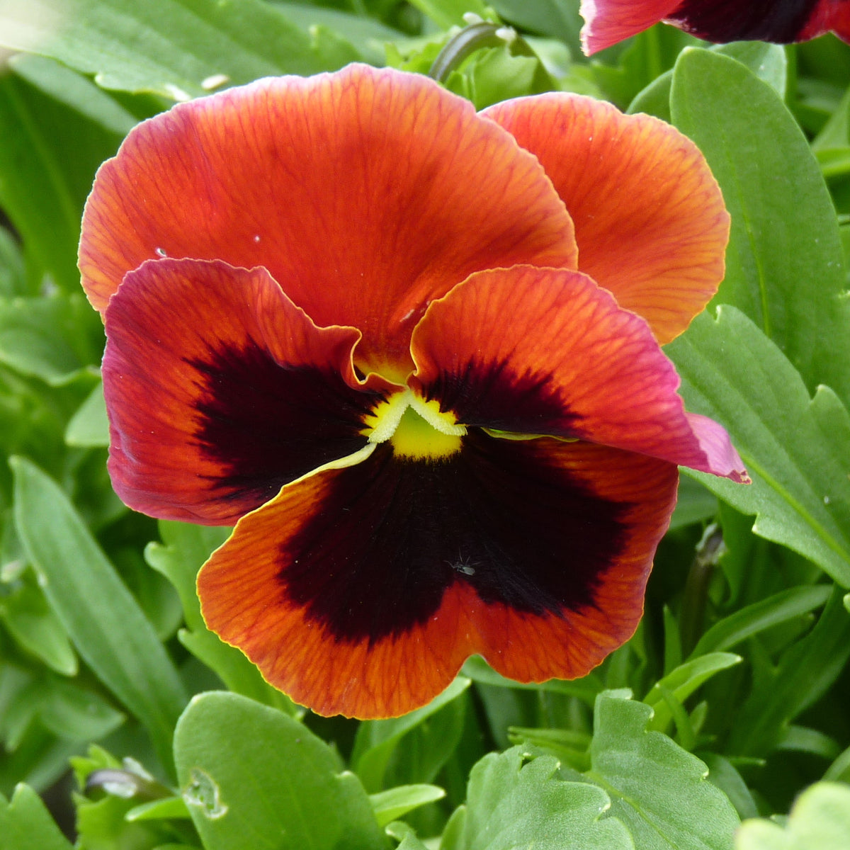 Viola 'Arkwright Ruby' – Green Harvest