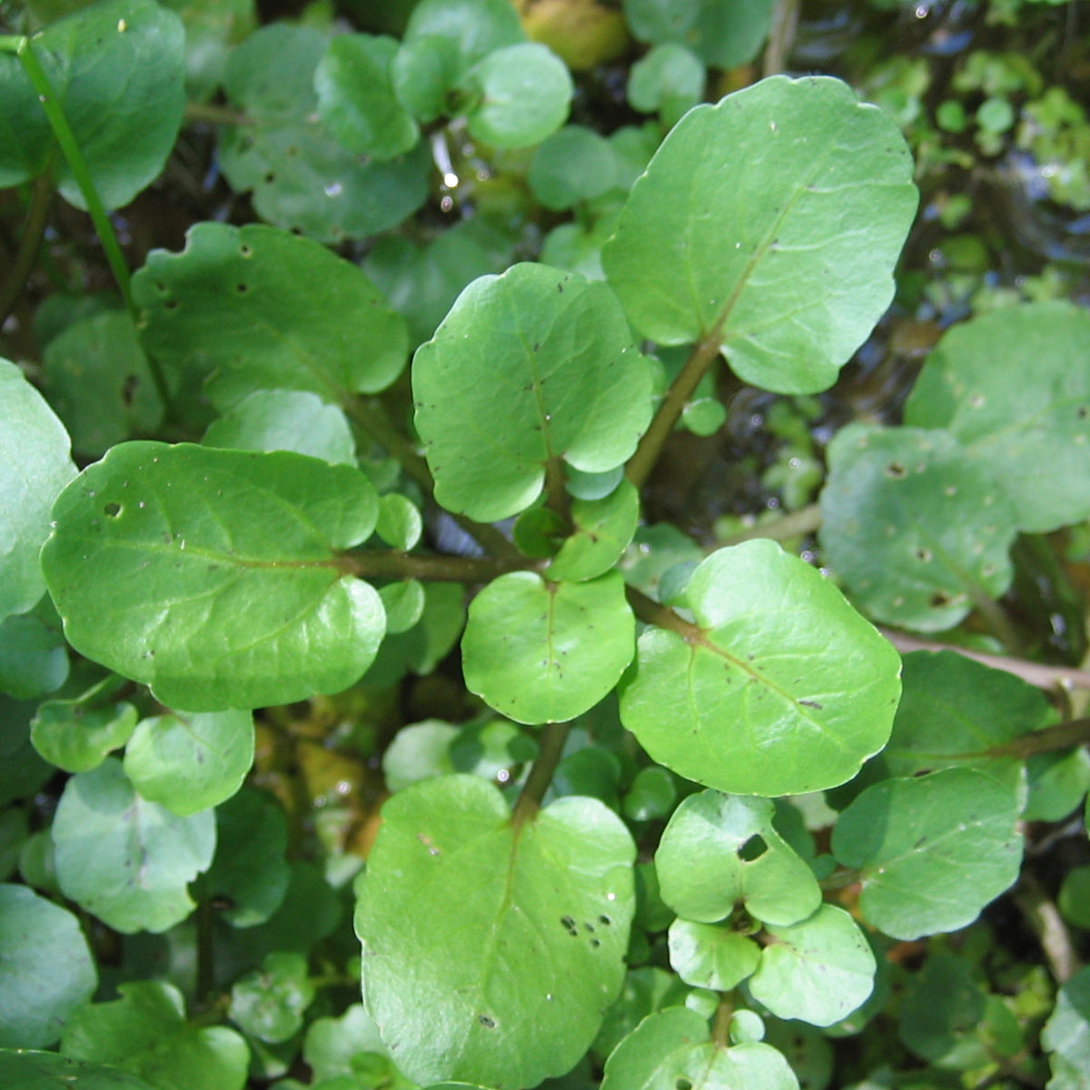 Watercress 'Aqua Large Leaf' – Green Harvest