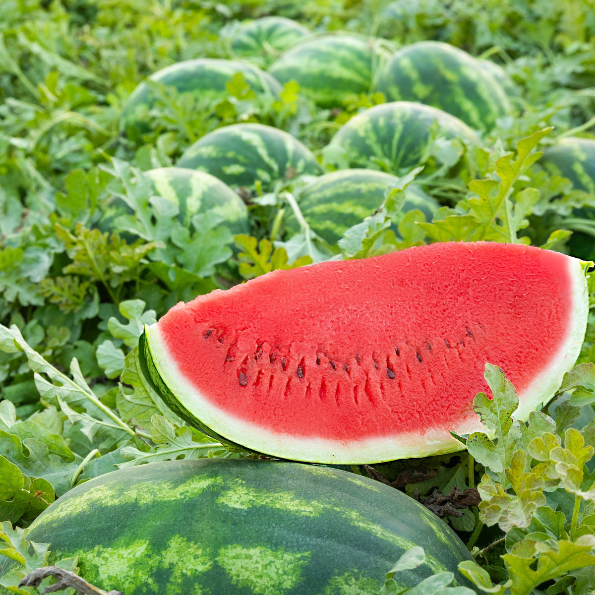 Watermelon 'All Sweet' – Green Harvest
