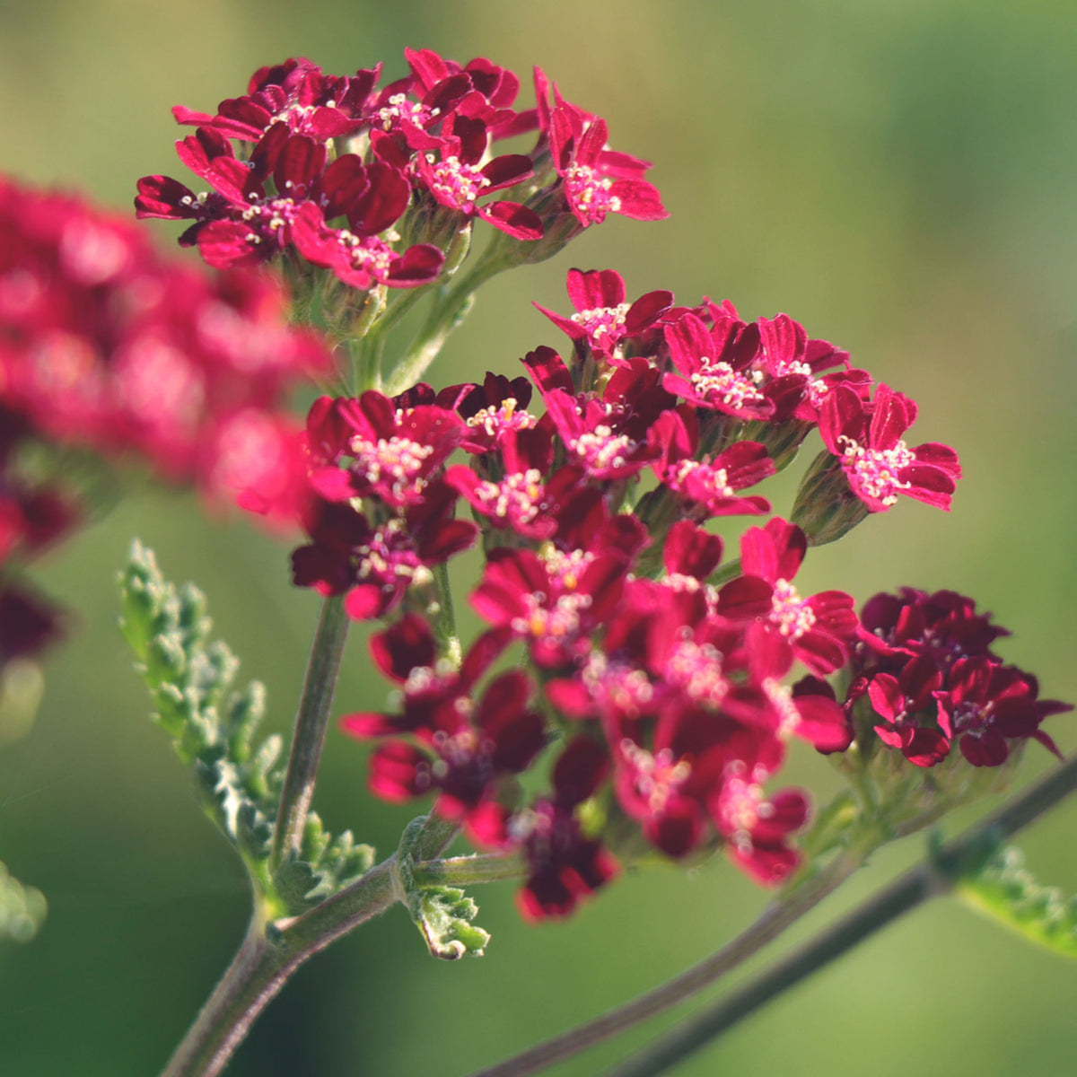 Yarrow - Red 'Cerise Queen' – Green Harvest