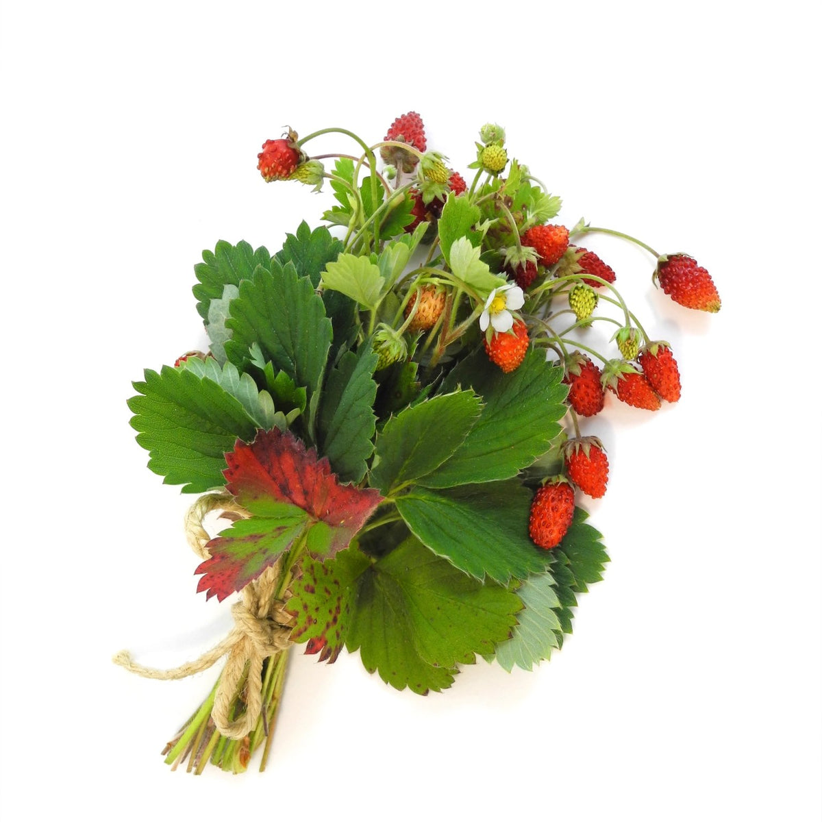 Alpine Strawberry 'Baron Solemacher' – Green Harvest