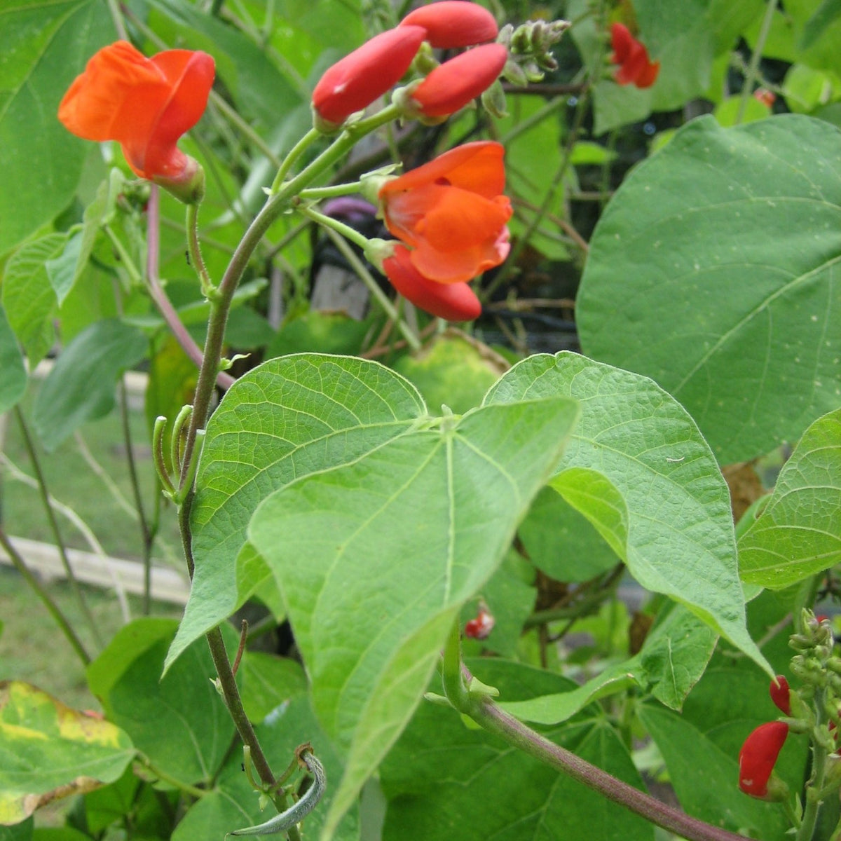 Bean Climbing 'Scarlet Runner' – Green Harvest