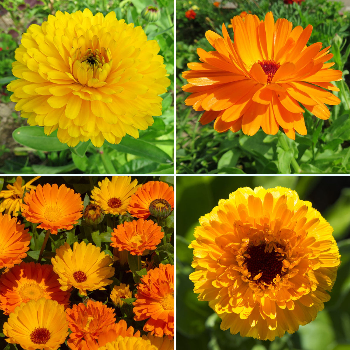 Calendula 'Pacific Beauty' – Green Harvest