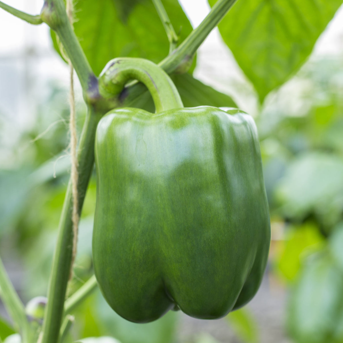 Capsicum 'California Wonder' – Green Harvest