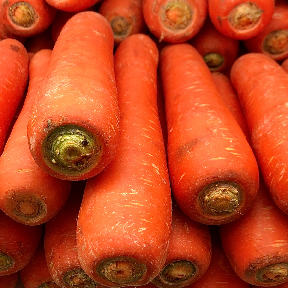 Carrot 'Red-Core Chantenay' – Green Harvest