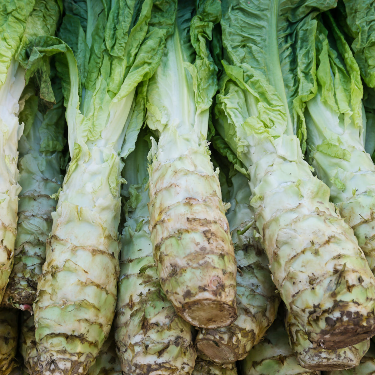 Celtuce – Green Harvest