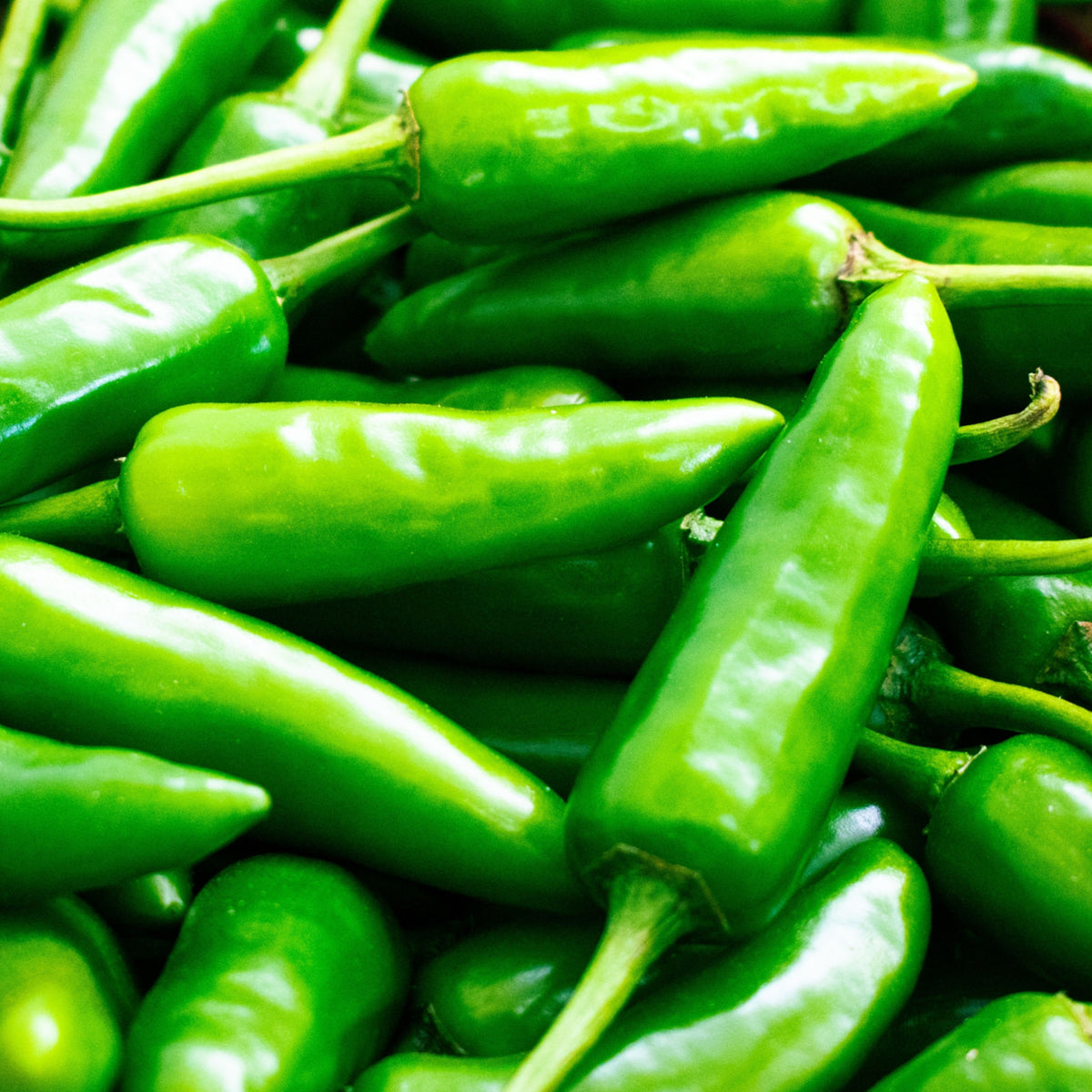 Chilli 'Anaheim' – Green Harvest