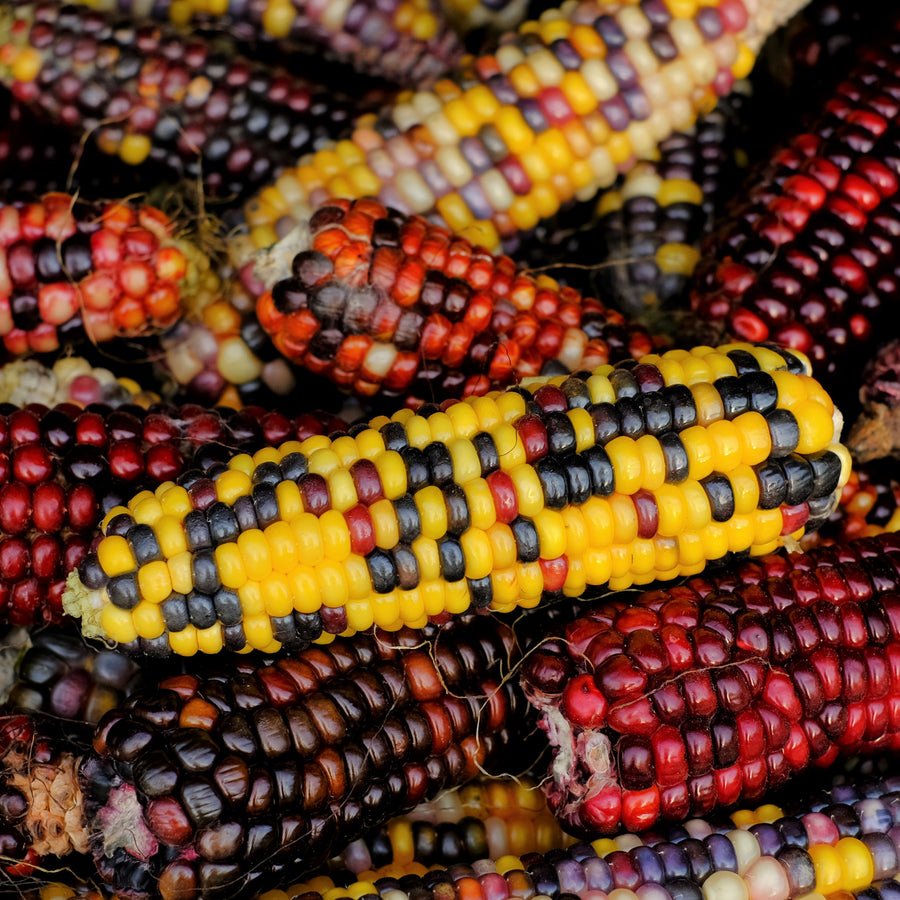 Sweet Corn 'Anasazi' – Green Harvest