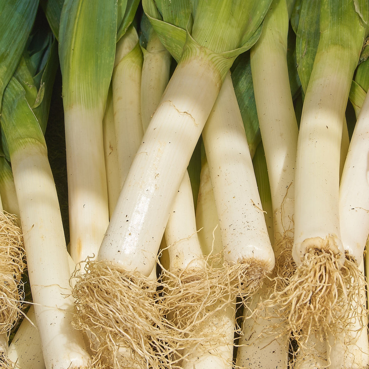 Leek 'Giant Carentan' – Green Harvest