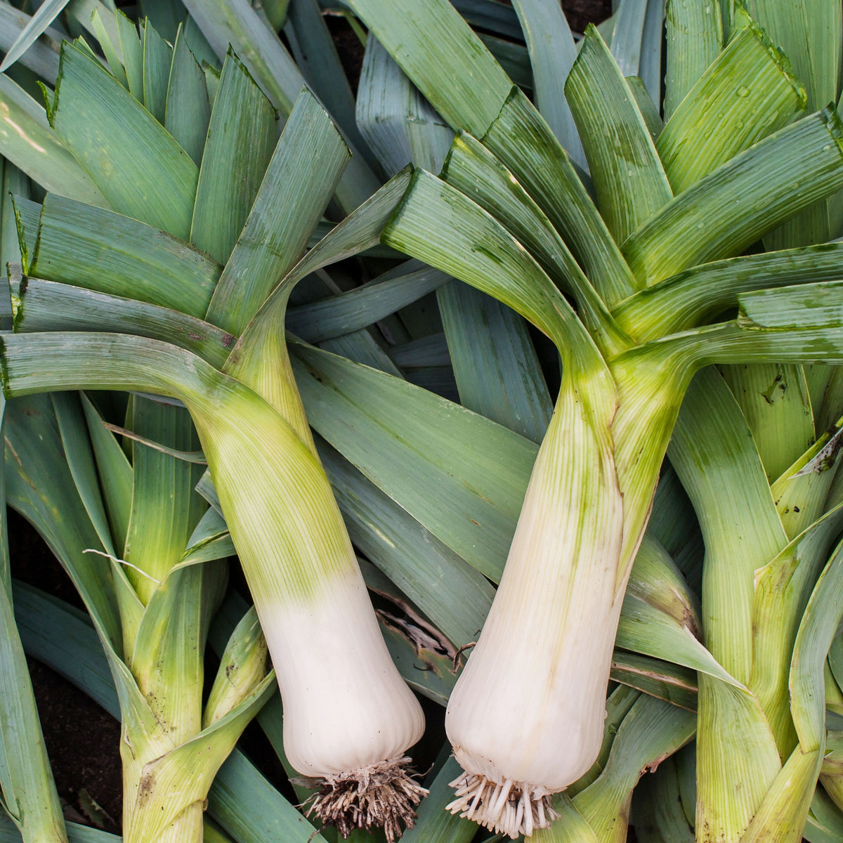 Leek 'Giant Musselburgh' – Green Harvest