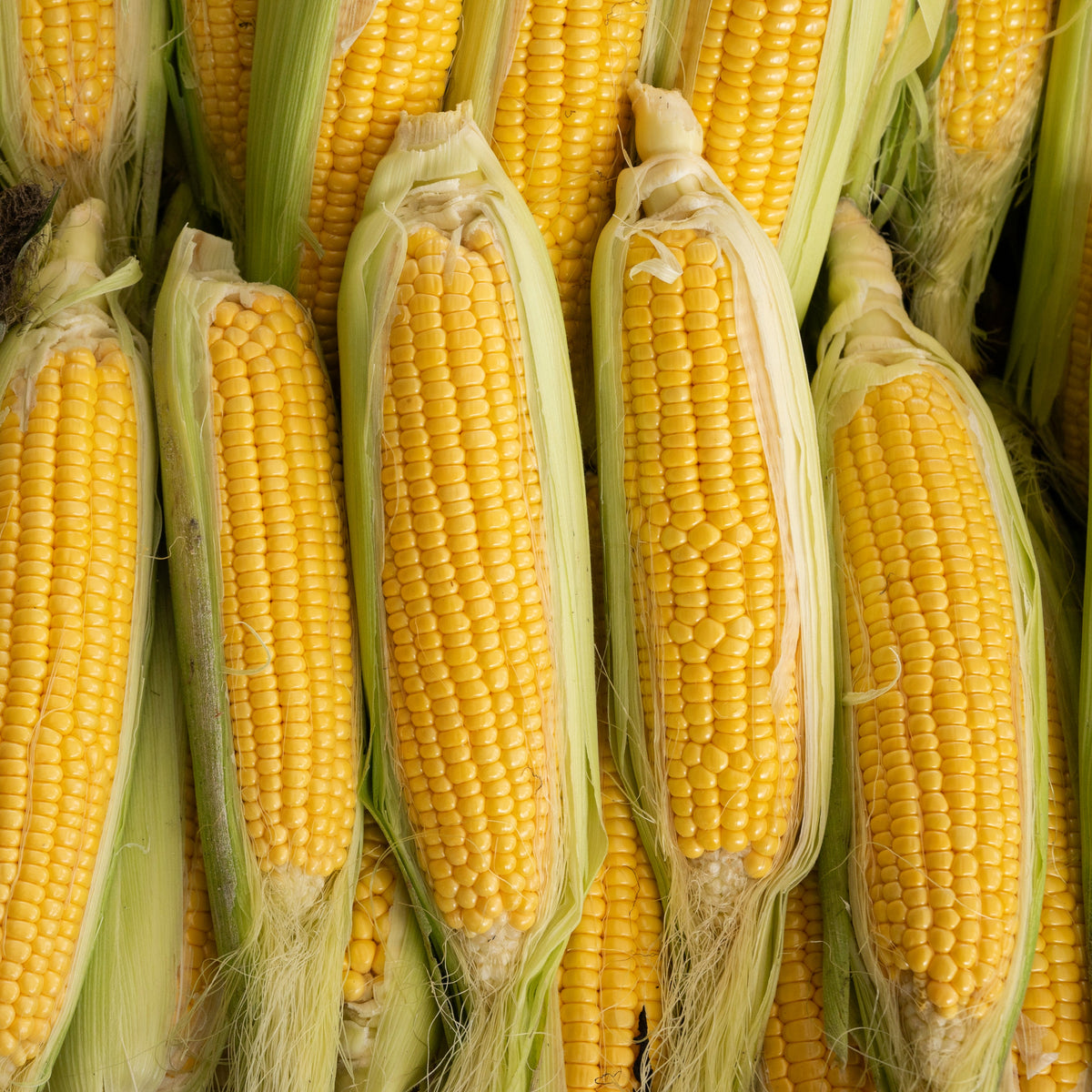 Sweet Corn 'Legacy' – Green Harvest